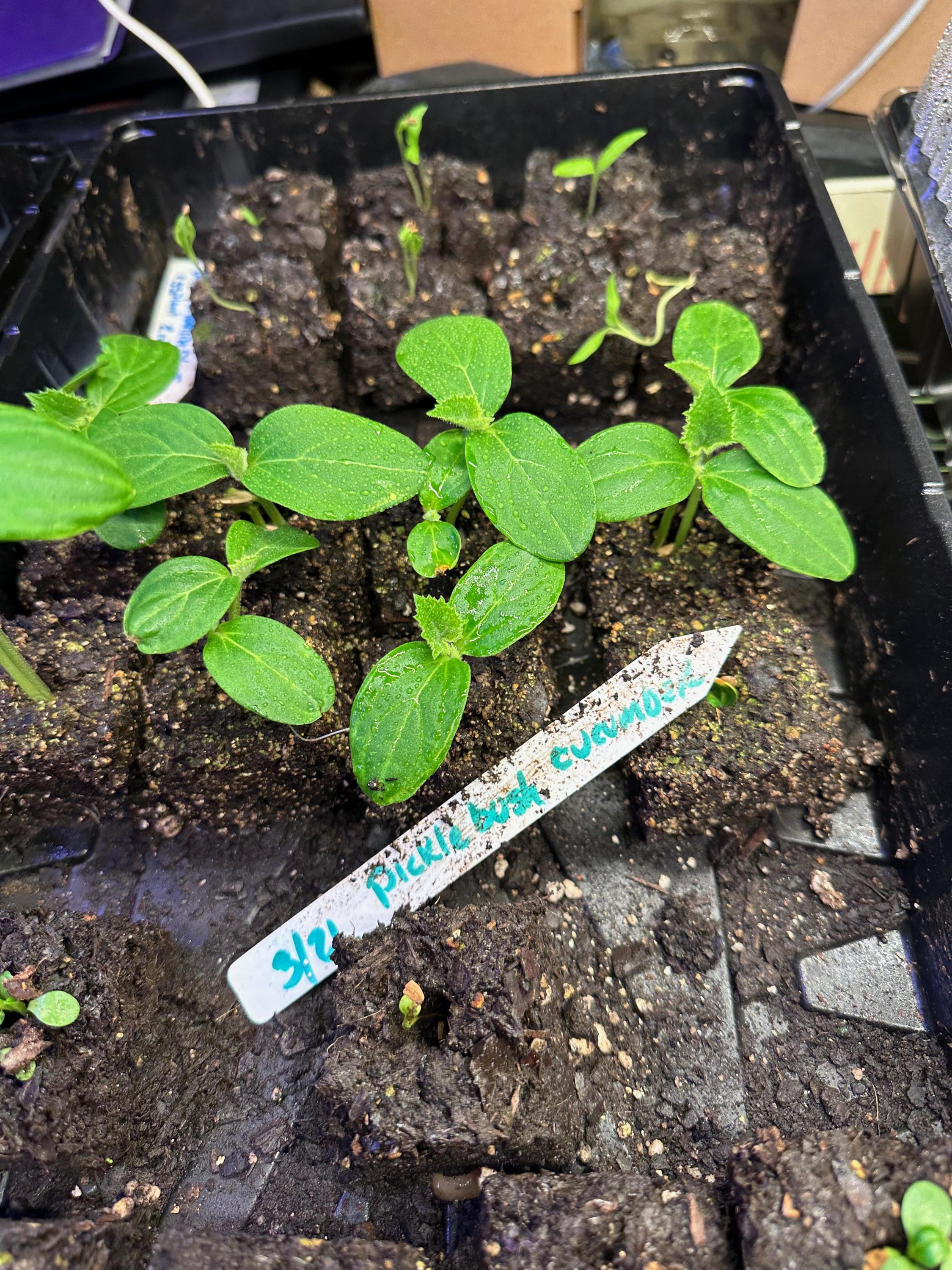 Instant Download Garden Plan | Printable Homestead Planner | Garden ...