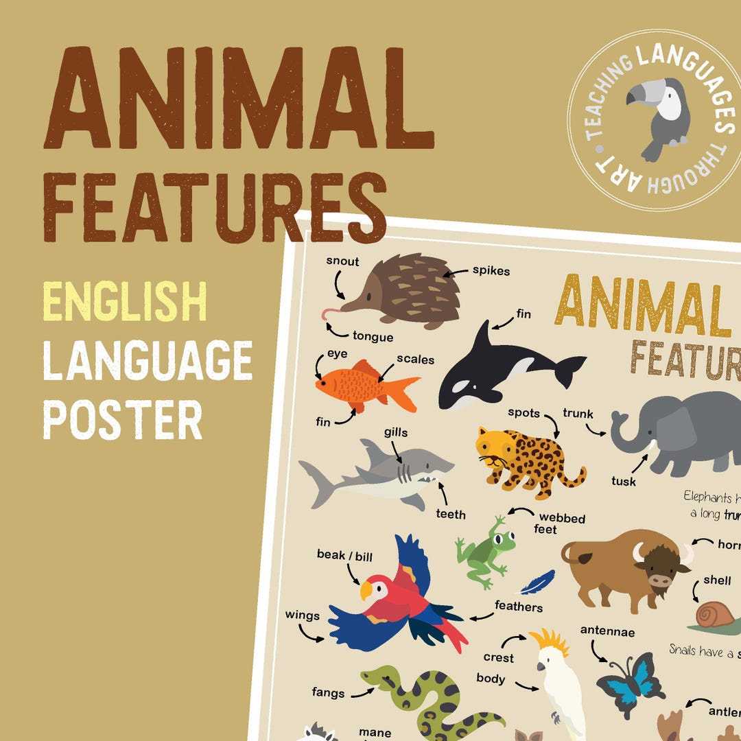 Animal Features Poster - Etsy