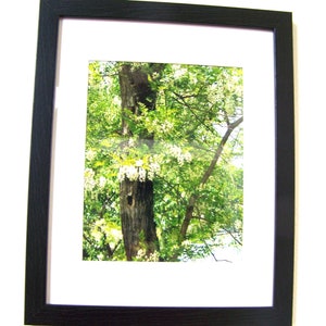 Flowering Locust Tree Photograph: Original Signed Botanical Wall Art ...
