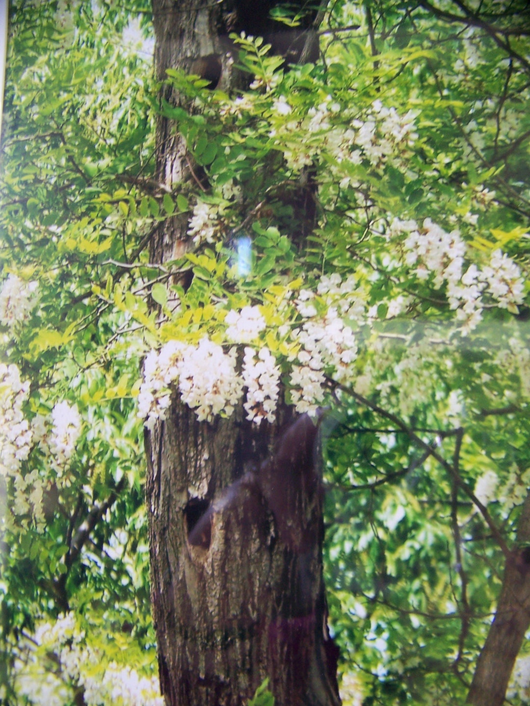 Flowering Locust Tree Photograph Wall Art - No Reprints - Original ...