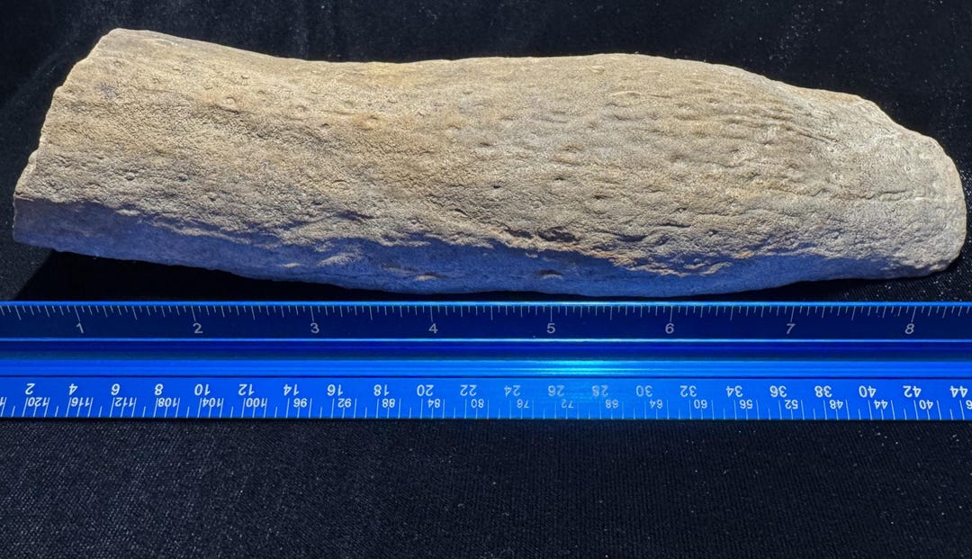 Rare Stigmaria Fossil. 9.5". Lepidodendron Tree Root. Must-have for ...