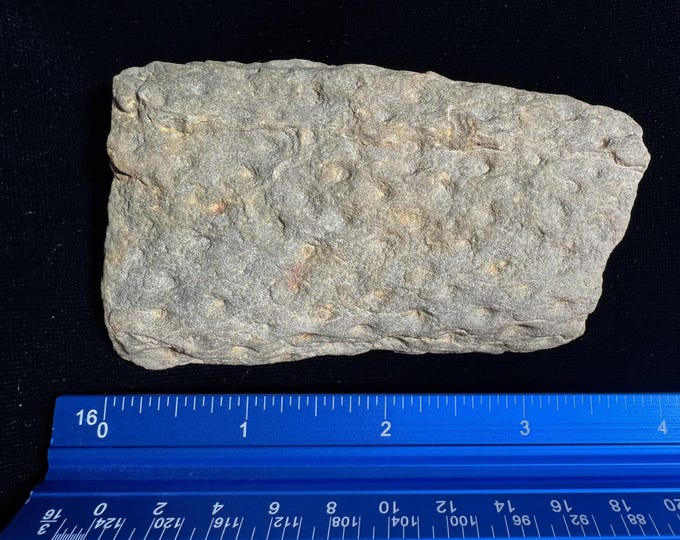 Rare Stigmaria Fossil. 4". Ancient Lepidodendron Tree Root. Must-have ...