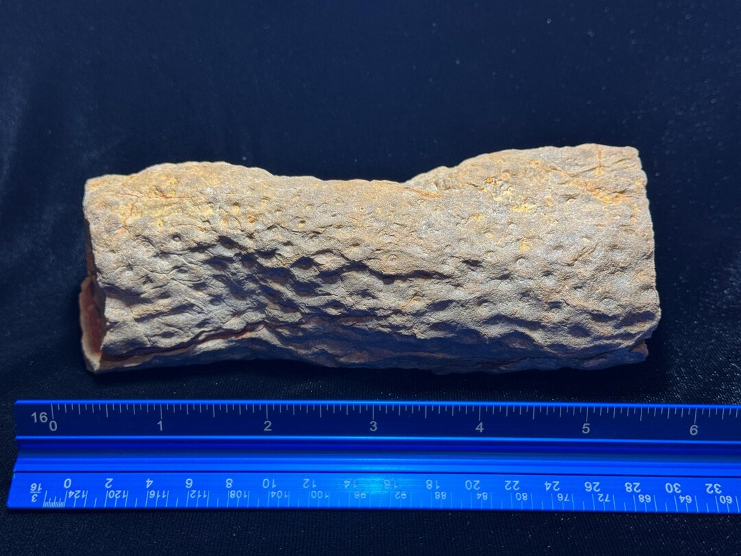 Rare Stigmaria Fossil. 6.75". Lepidodendron Tree Root. Must-have for ...