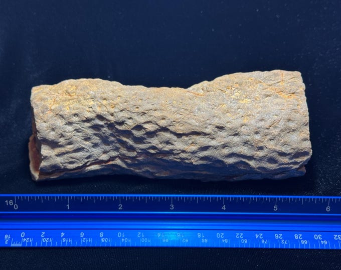 Rare Stigmaria Fossil. 6.75". Lepidodendron Tree Root. Must-have for ...