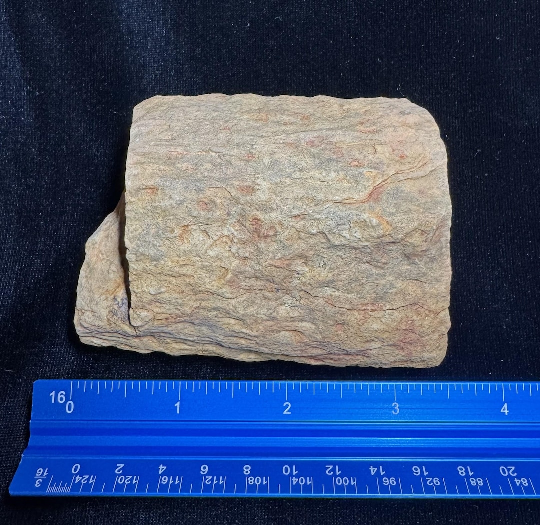 Rare Stigmaria Fossil. 3.5". Lepidodendron Tree Root. Must0have for ...