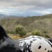 Breyer Friesian Harley Appaloosa Model Horse - Vintage Collectible - Etsy