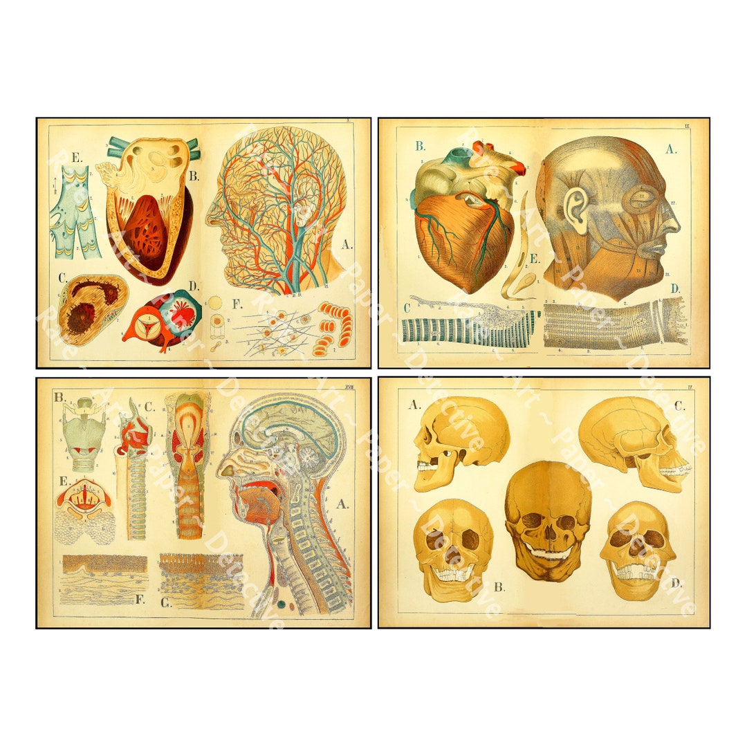 Anatomy Stickers for Halloween Medical & Human Body Halloween Décor ...