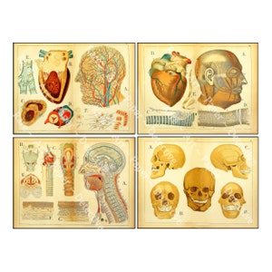 Anatomy Stickers for Halloween Medical & Human Body Halloween Décor ...