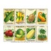 Seed Packet Sticker Sheet, Vintage Vegetable Seed Pack Illustrations ...