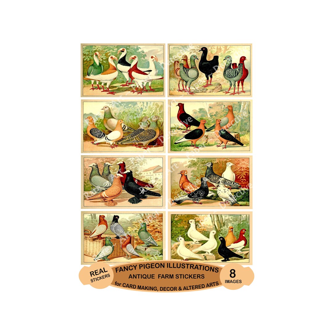 Fancy Pigeon Stickers. Antique Pigeon Illustrations, Great for Journals ...