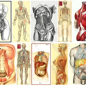 HUGE Anatomy Sticker Pack for Halloween 72 Adult Only Medical & Human ...