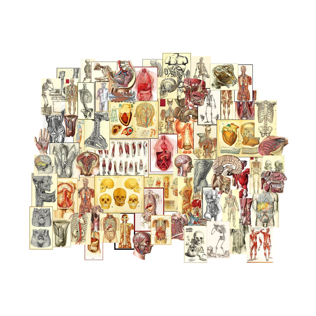 HUGE Anatomy Sticker Pack for Halloween 72 Adult Only Medical & Human ...