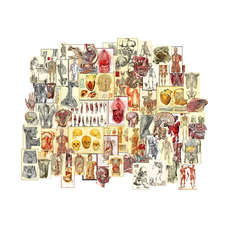 HUGE Anatomy Sticker Pack for Halloween 72 Adult Only Medical & Human ...