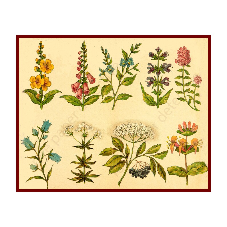Botanical Book Illustration, Home Décor Wall Art, Great Collage Sheet ...