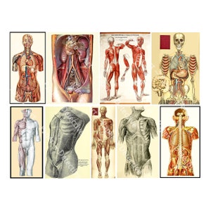 HUGE Anatomy Sticker Pack for Halloween 72 Adult Only Medical & Human ...
