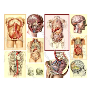 HUGE Anatomy Sticker Pack for Halloween 72 Adult Only Medical & Human ...