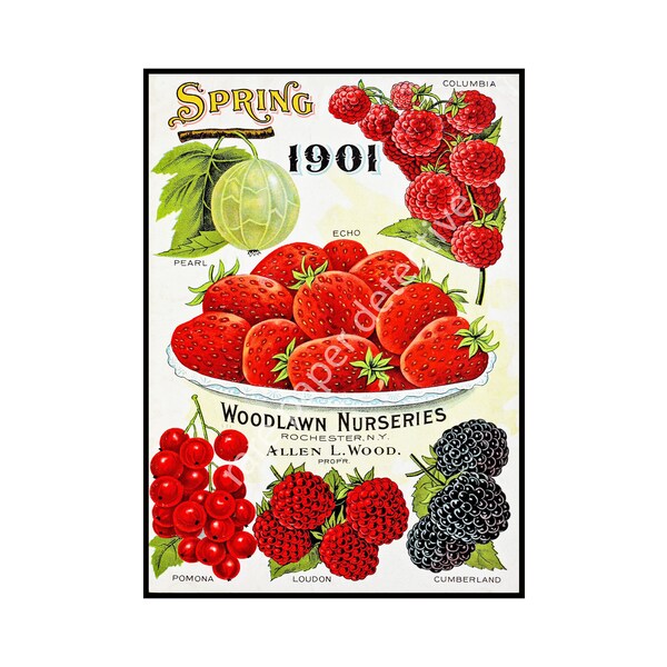 Strawberry Seed Packet Art - Etsy