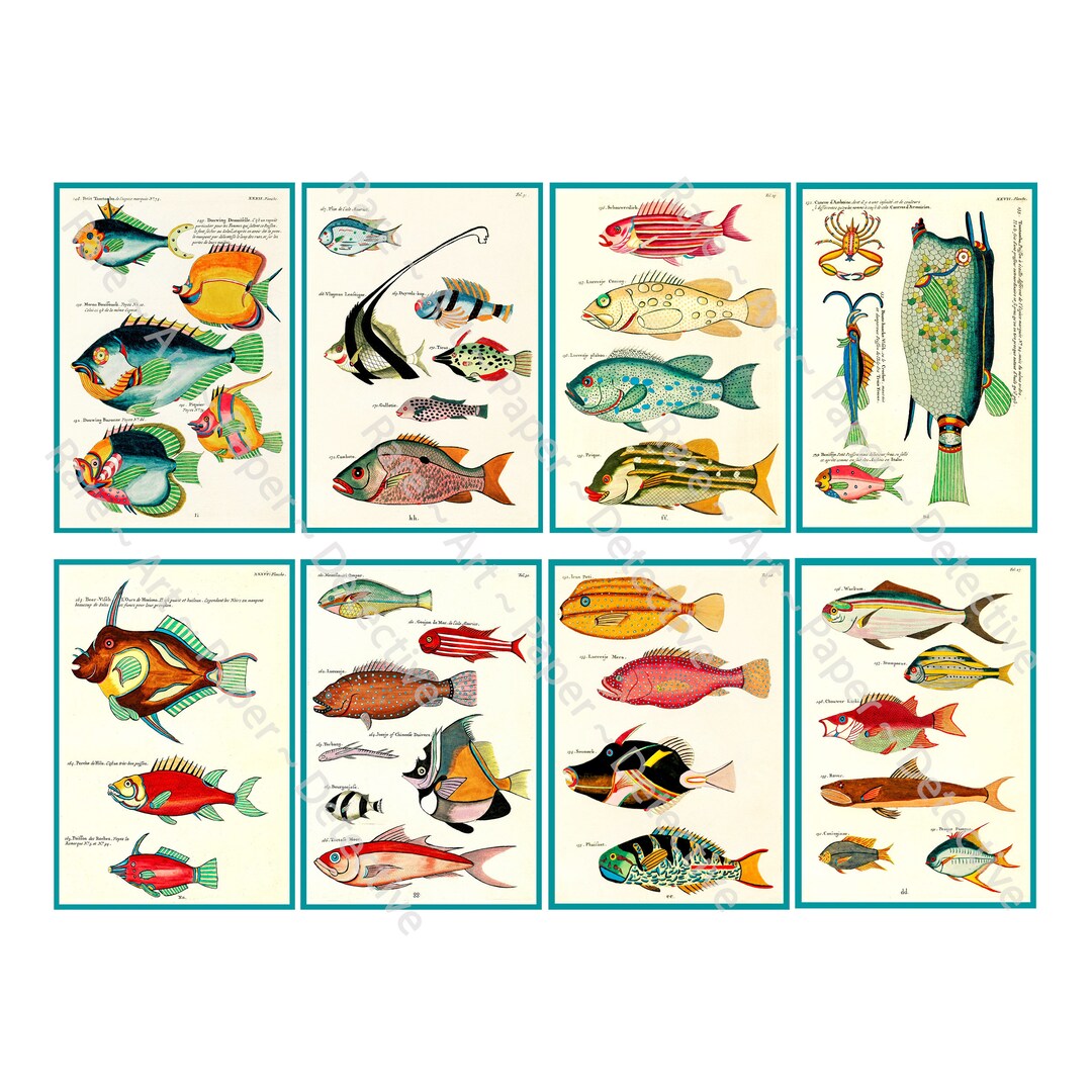 Colorful Tropical Fish Stickers, Antique Aquatic Identification Plate ...