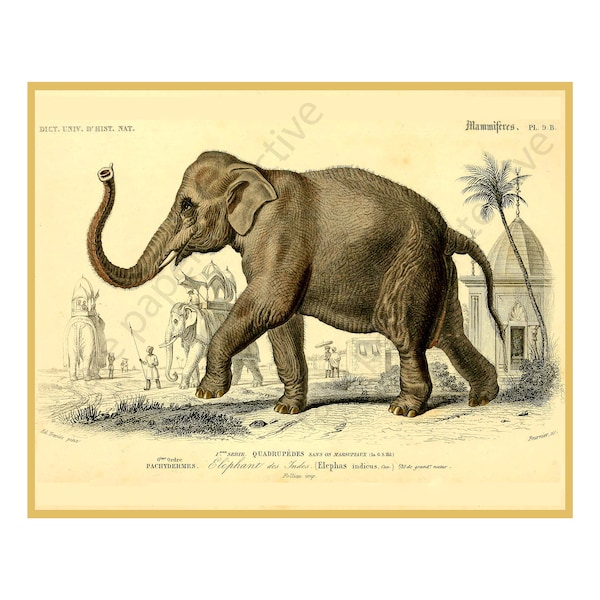 Elephant Dictionary - Etsy