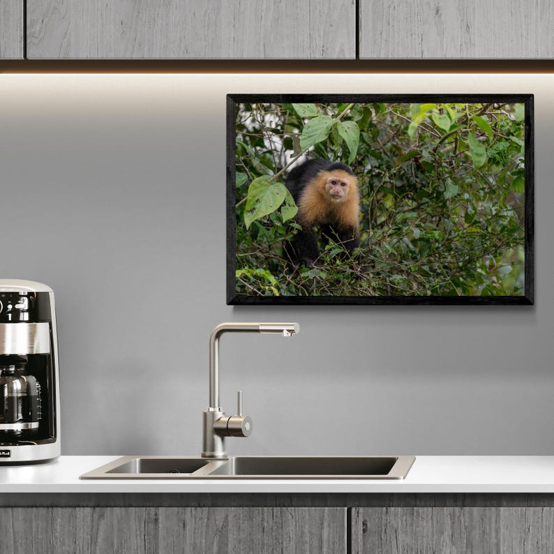 Monkey Portrait: Capuchin Art Print | Panama Rainforest Wildlife ...