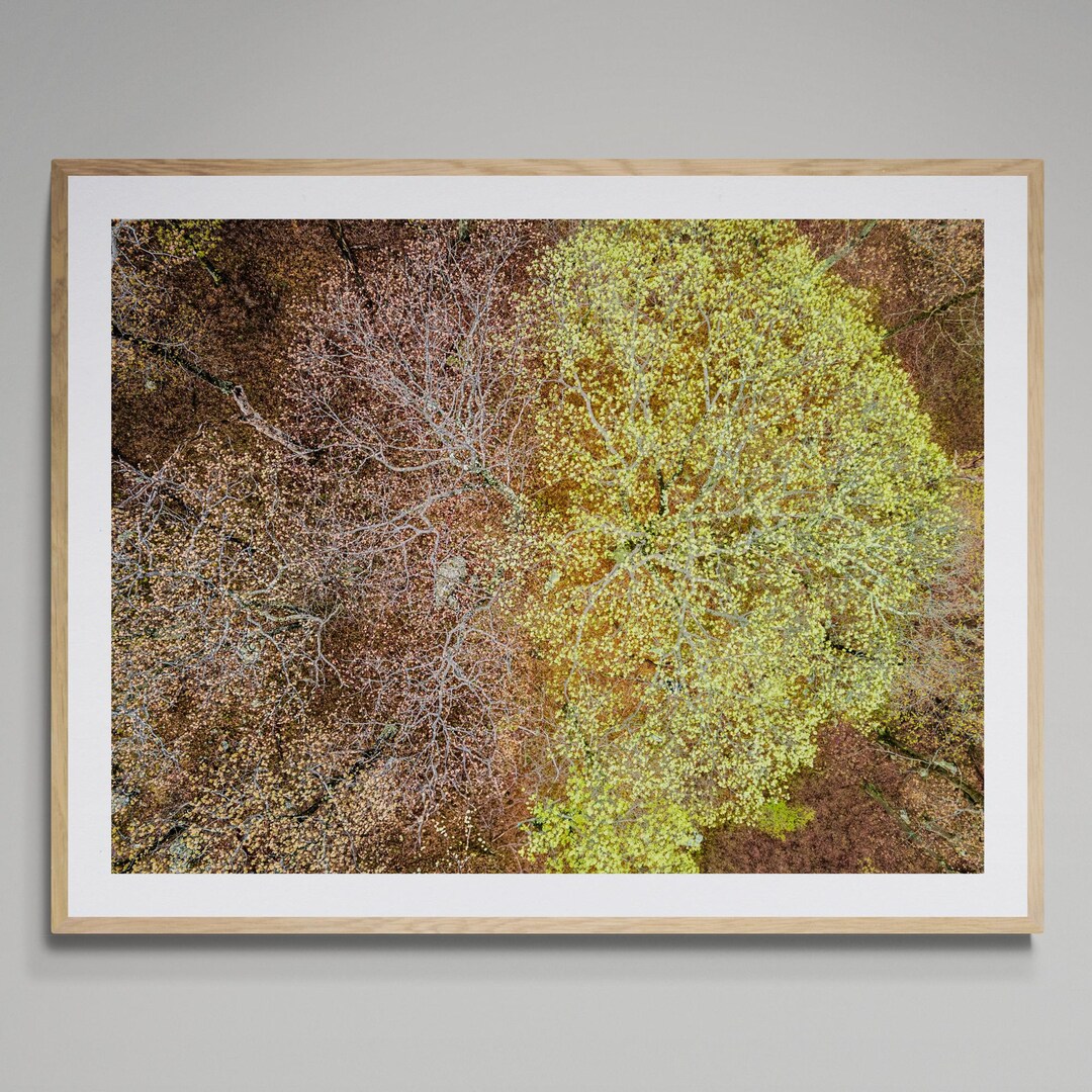 Aerial Forest Print: Symmetrical Spring Tree Canopy, Fine Art ...