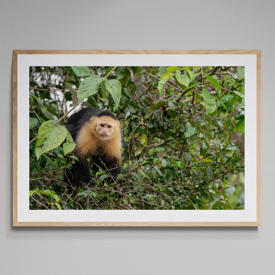 Monkey Portrait: Capuchin Art Print | Panama Rainforest Wildlife ...