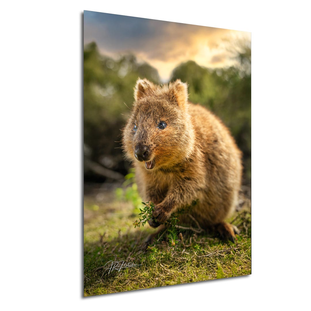 Smiling Quokka Rottnest Island Golden Light | Wildlife Photography ...
