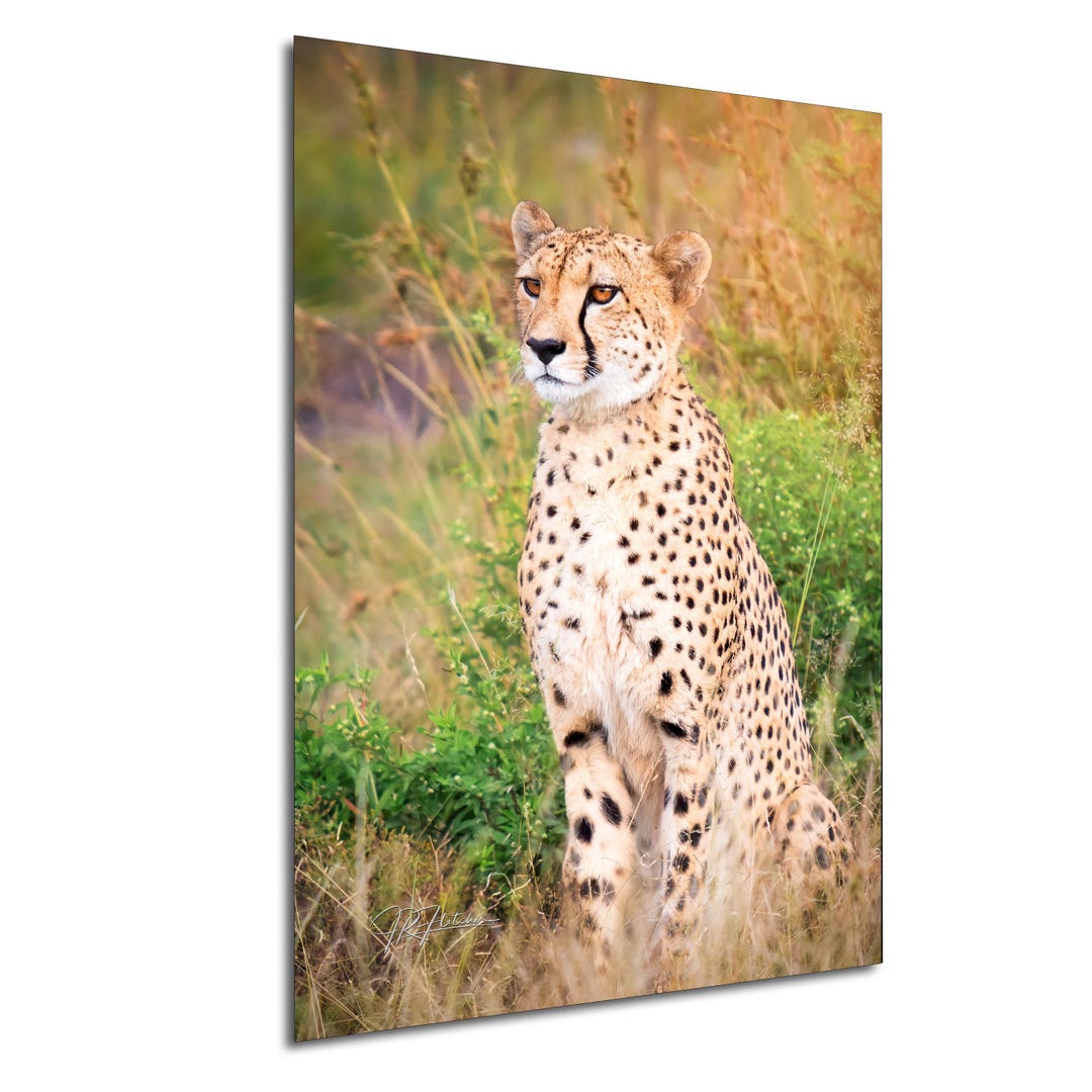Cheetah Vertical Portrait in South Africa | Wildlife Photography Canvas ...