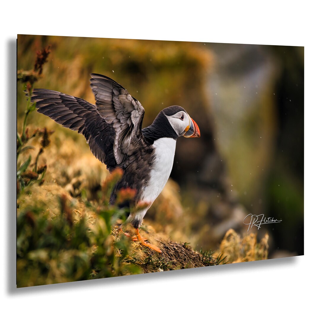 Atlantic Puffin Flapping Wings Rainy Afternoon Dyrhólaey Iceland ...