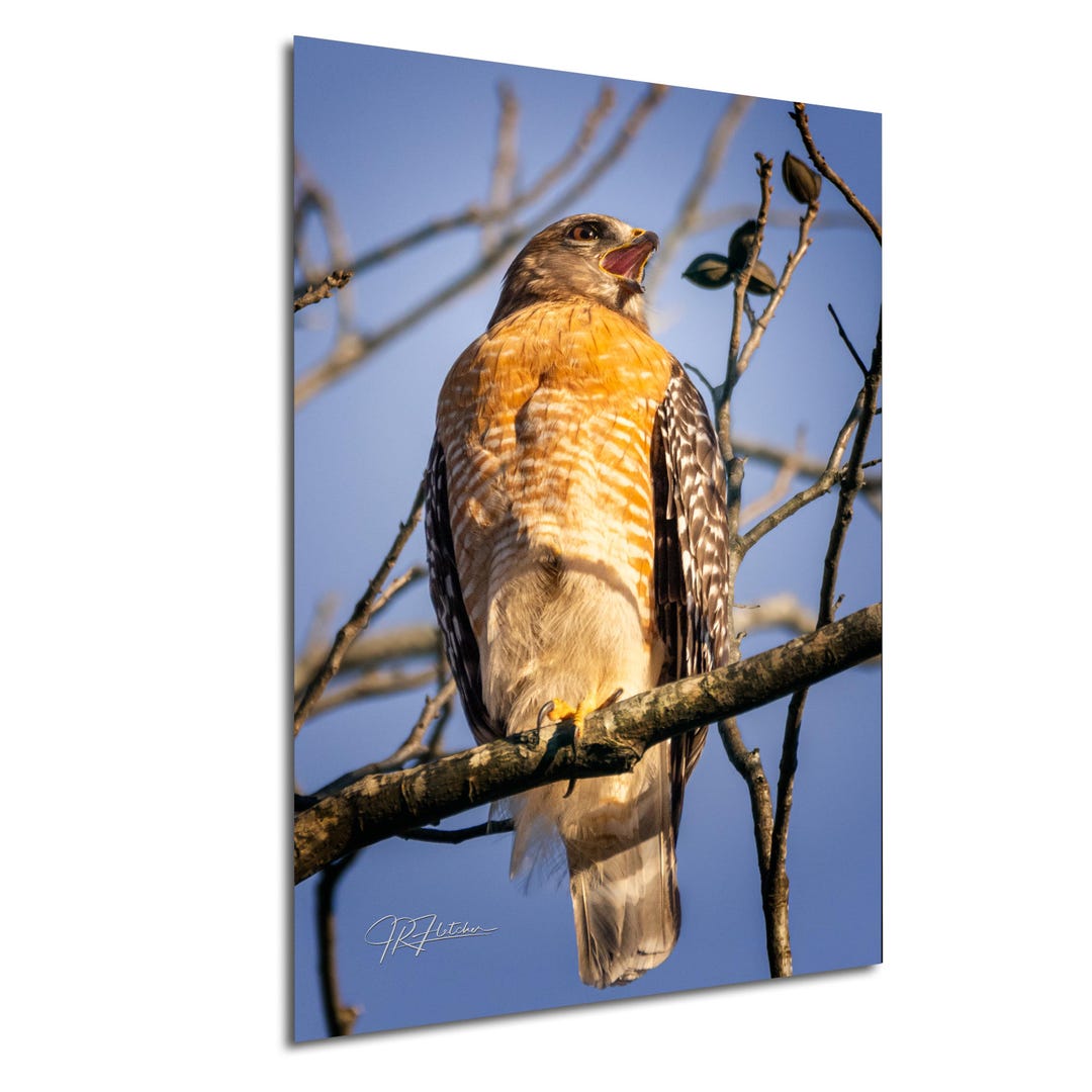 Red-shouldered Hawk Screeching Sitting on a Branch With One Leg Tucked ...