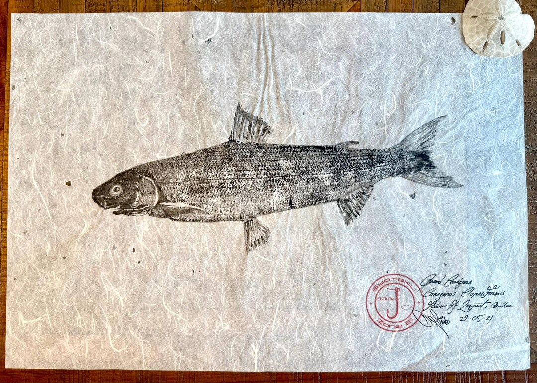 Grand Coregone, Coregonus Gyotaku, Fish Print, Fleuve St Laurent, Paint ...
