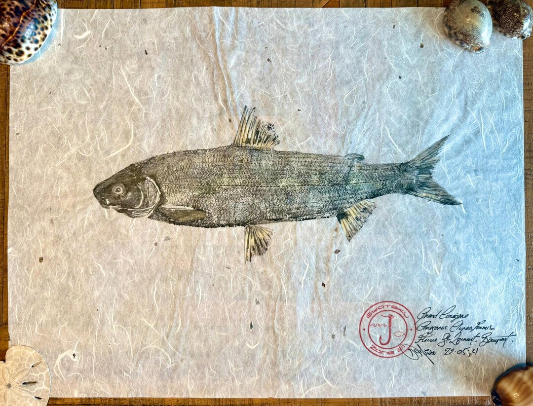 Grand Coregone ,coregonus , Gyotaku, Fish Print, Fish Art, Nature Print ...