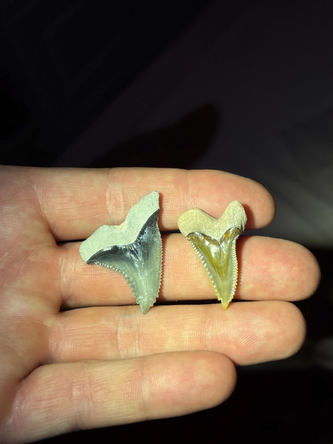 Bone Valley Snaggletooth Shark Teeth, Large, High Quality - Etsy