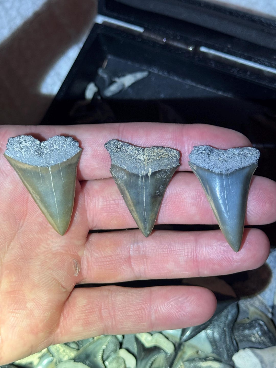 Mako Shark Teeth! - Etsy