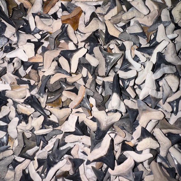 Shark Teeth - Etsy