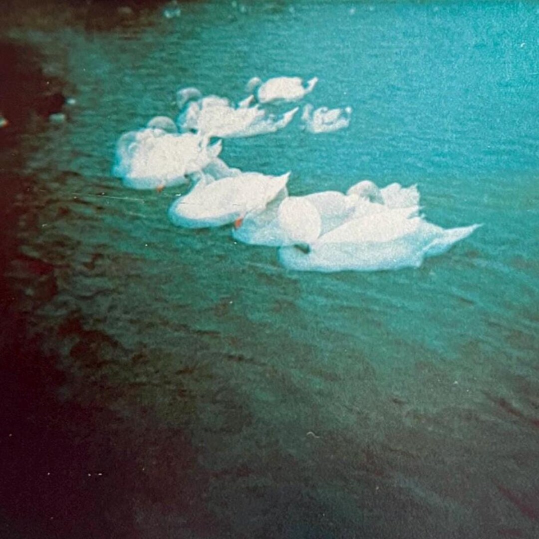 Photography Wall Art 8x8, Irish Swans, Bird Picture, Film Analog Photo ...
