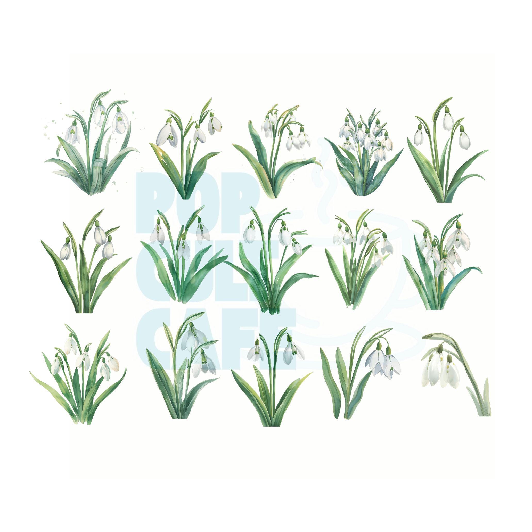 15 Snowdrops PNG Clipart, Spring Flowers Clipart, Printable Watercolor ...
