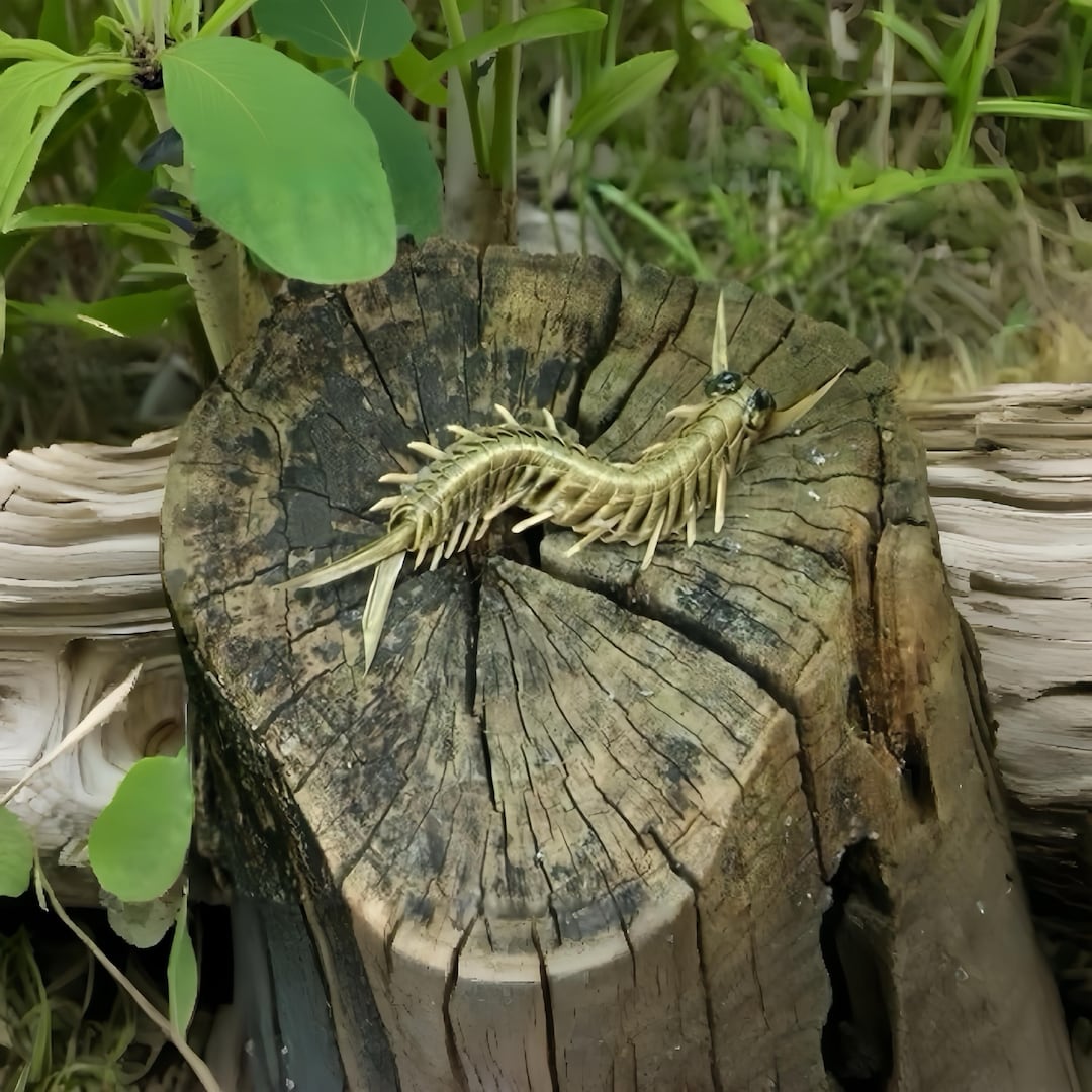 Handmade Palm Leaf Centipede Sculpture | Woven Insect Art - Etsy