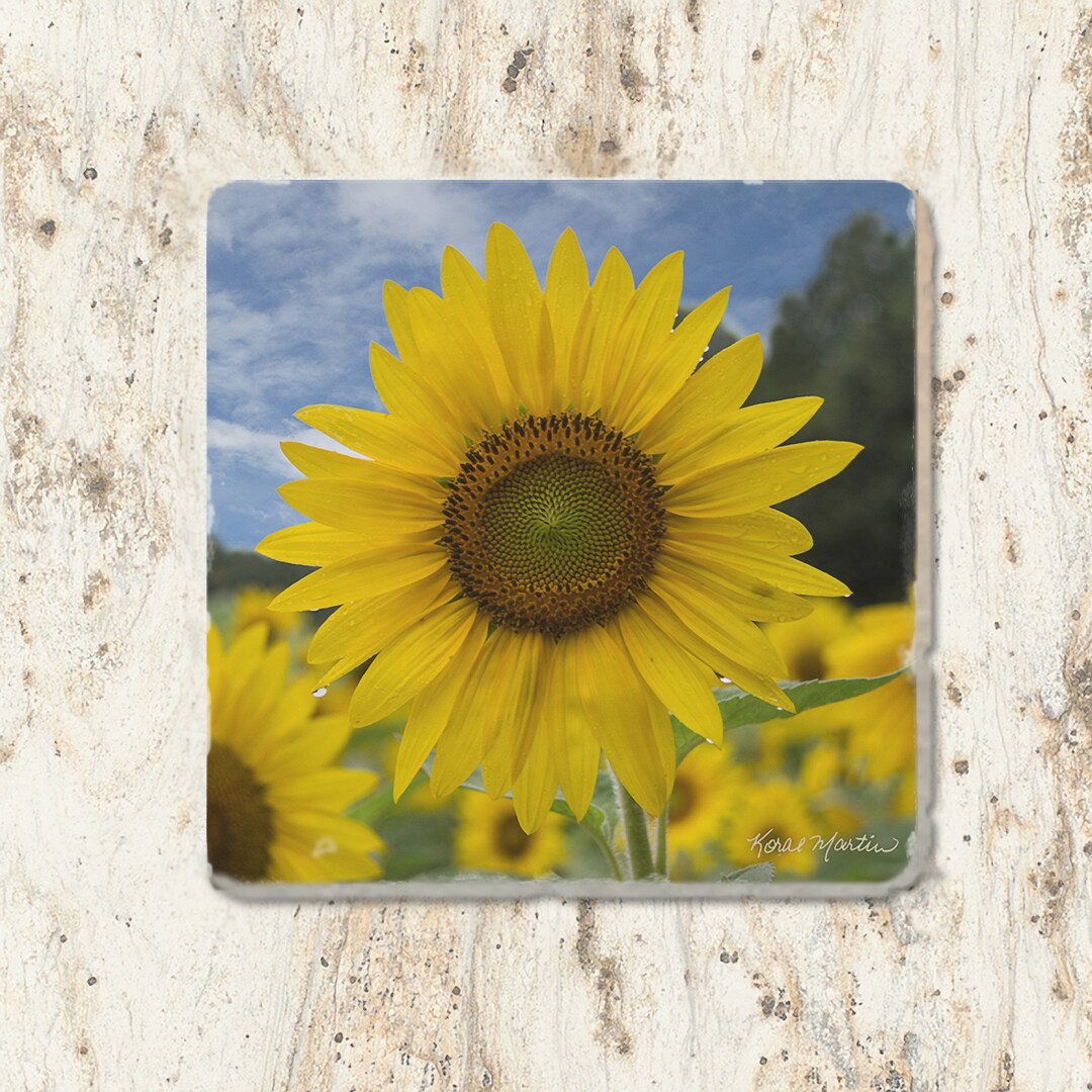 Sunflower Field Coaster on Tumbled Stone, Drink Coaster, Trivet ...