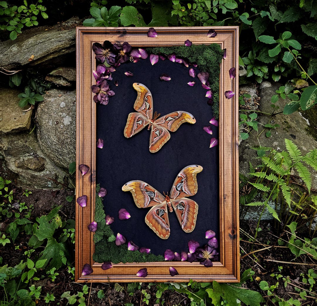 Framed Atlas Moth Pair With Rose Petals – One-of-a-kind Handmade ...