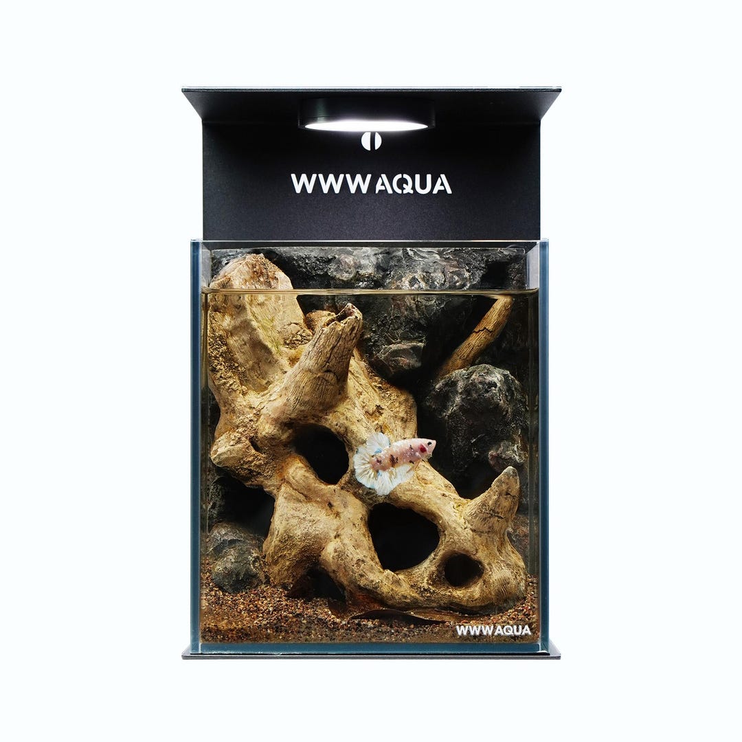 Stylish Glass Aquarium for Betta Fish - Perfect Desktop Decoration With ...