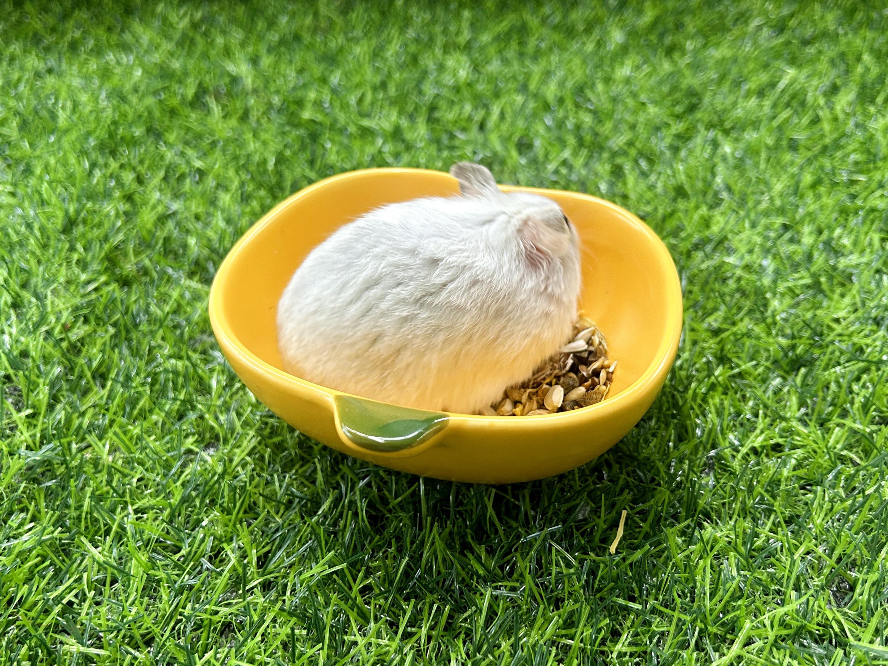 Handmade Ceramic Hamster Food Bowl: Potato & Pumpkin Design - Etsy