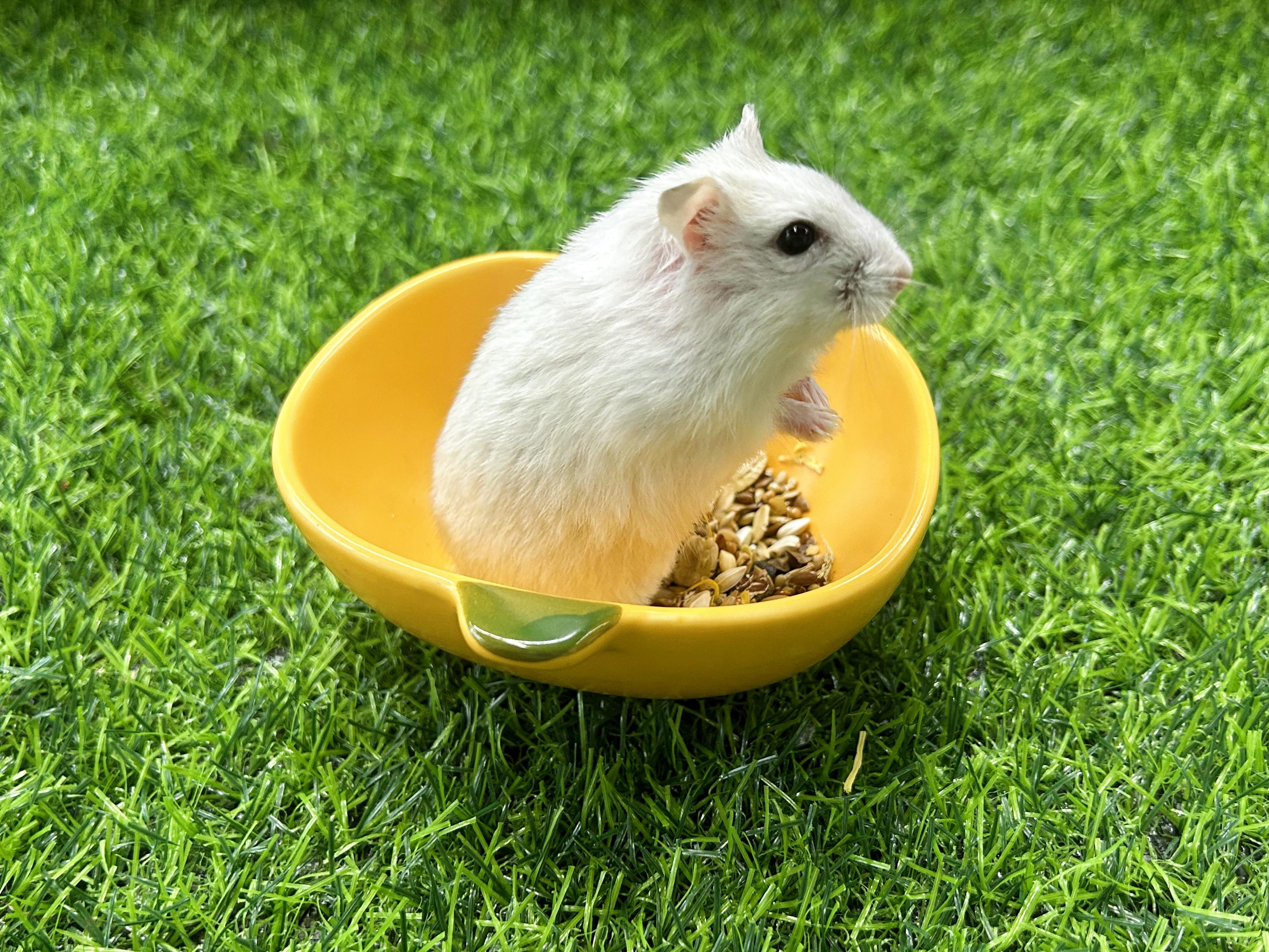 Handmade Ceramic Hamster Food Bowl: Potato & Pumpkin Design - Etsy