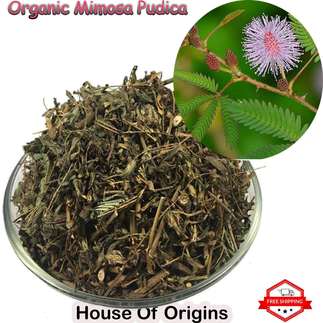2 Kg Bulk Organic Mimosa Pudica Powder: Fresh Ayurveda Herb Tea - Etsy