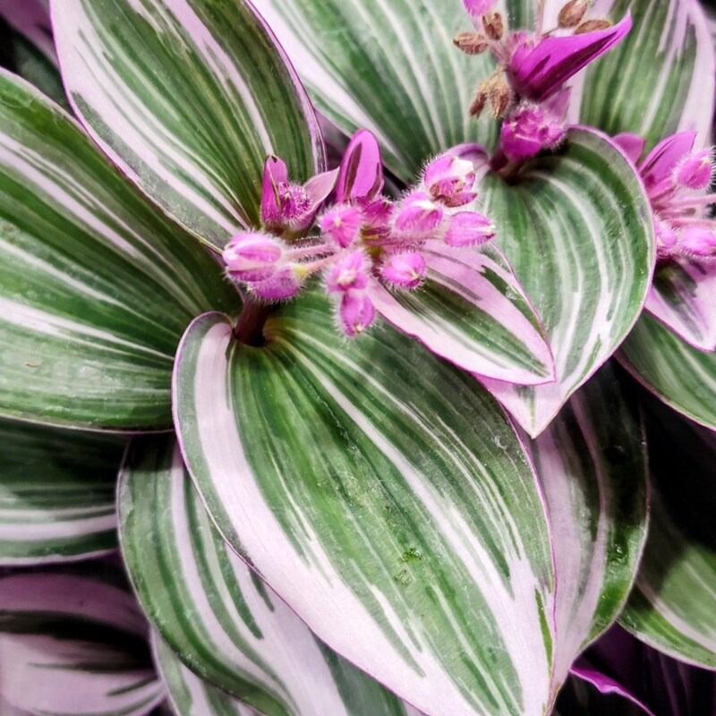 Nanouk Plant - Etsy