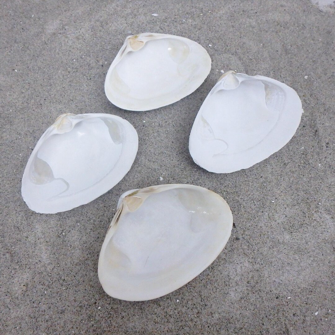 Group of 4 Large or Jumbo Natural Quahog Clam Shells for Crafts, Decor ...