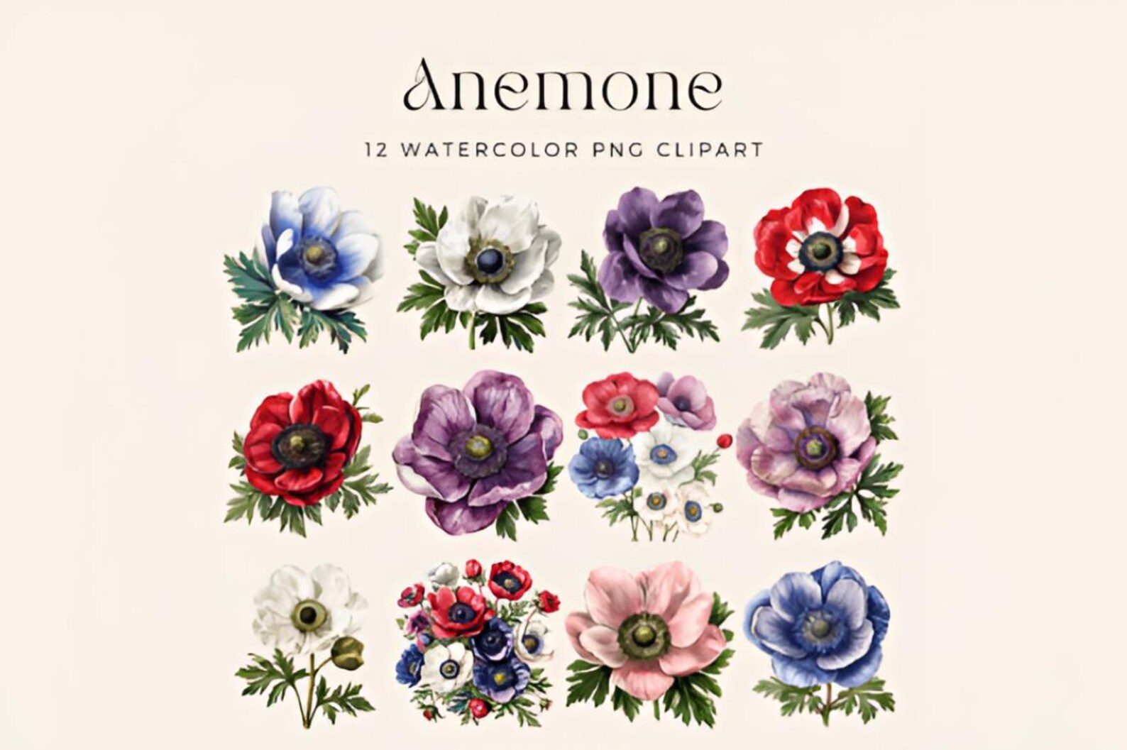 Watercolor Anemone Clipart (12 Pngs), Floral Illustrations, Transparent ...
