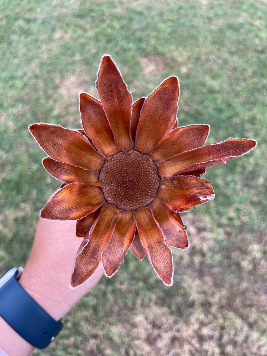 Naturally Dried Protea Pod/base/stem - Etsy