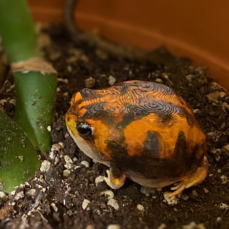 Cute Desert Rain Frog [digital Download] - Etsy