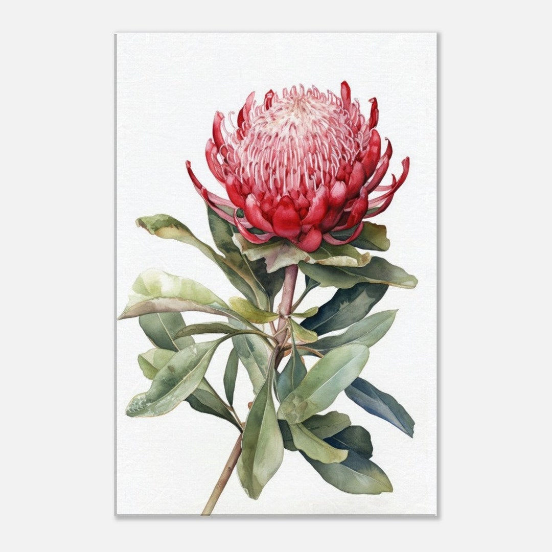 Waratah Australian Native Tree Flower Watercolour Painting Canvas Print ...